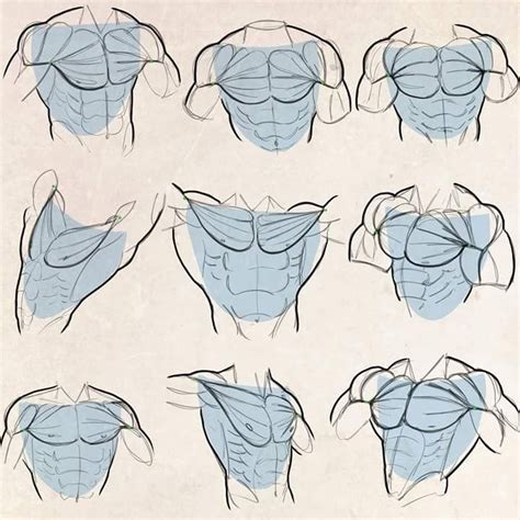 Pin By Henrique Erculano On Anatomia Human Anatomy Art Anatomy
