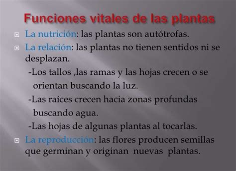 La Clase De Flor De Primaria Naturaleza Ud C Mo Es Una Planta