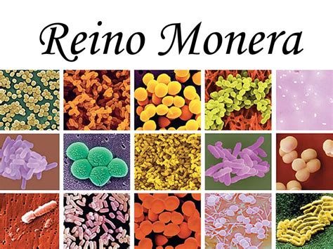 Reino Monera