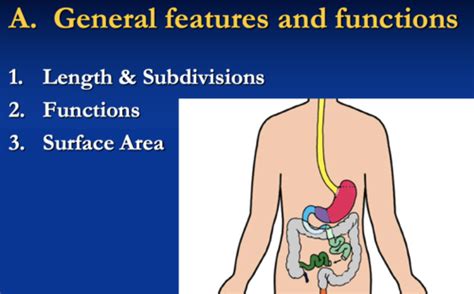 Histo Small Intestines Flashcards Quizlet