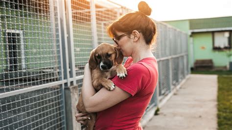 Una Gu A Para La Adopci N Responsable De Mascotas