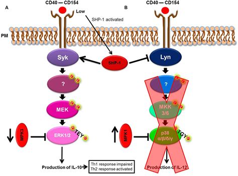 Frontiers The Mitogen Activated Protein Kinase MAPK Pathway Role