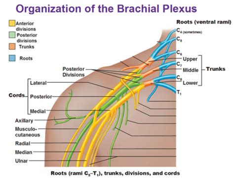 Lom Ch Nervous System Flashcards Quizlet