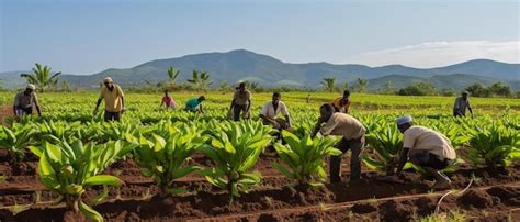 Un Grupo De Personas Trabajando En Un Campo Foto Premium