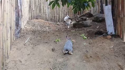criação de coelhos no quintal YouTube