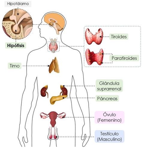 El Sistema Endocrino Concepto Funciones Y Composicin
