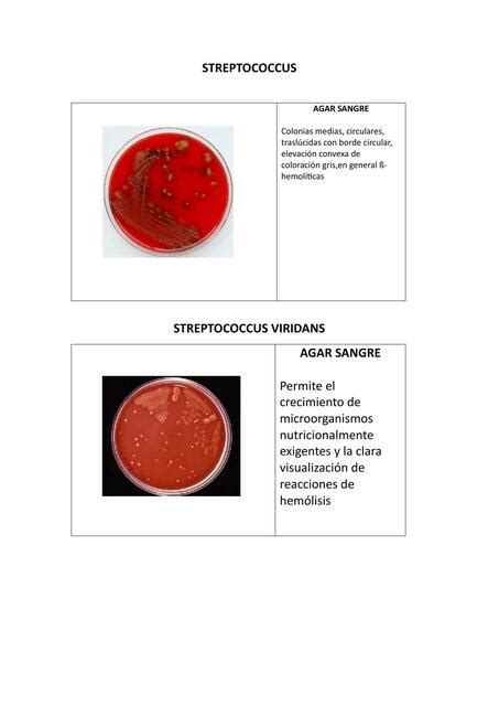 Streptococcus Yackelin Udocz