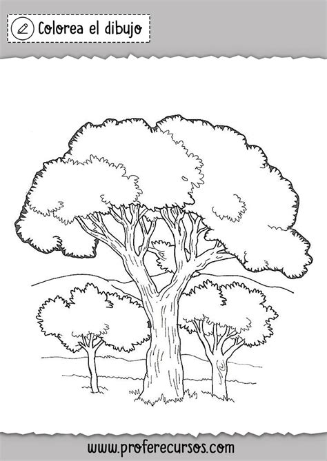 DIBUJOS de ÁRBOLES para Colorear PACK de Láminas de Árboles