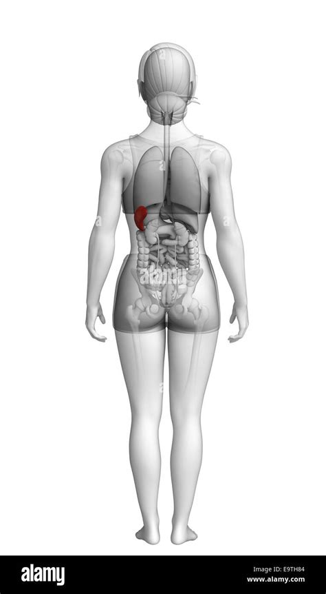 Ilustración del bazo anatomía femenina Fotografía de stock Alamy