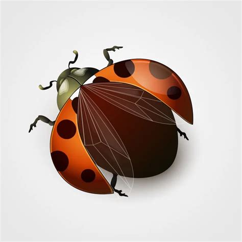 3308 Lady Bug Cartoon Vectors Royalty Free Vector Lady Bug Cartoon Images Depositphotos®