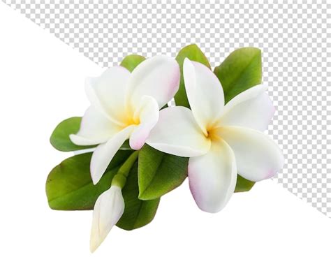 Premium Psd Plumeria Flower Png