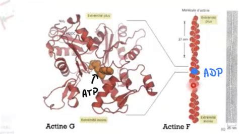 Cytosquelette Et Trafic Ic Actine Flashcards Quizlet