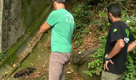 Corpos de macacos encontrados mortos na Floresta da Tijuca serão