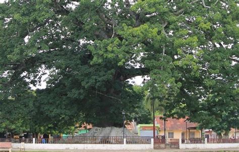 Ceiba árbol sagrado y símbolo patrio de Guatemala Hago mi Tarea