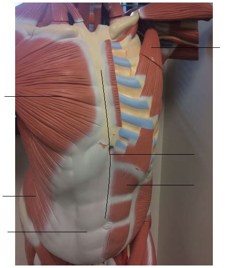 Anterior Torso Muscles Diagram Quizlet