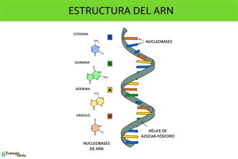 Diferencia Entre ADN Y ARN Cuadro Comparativo