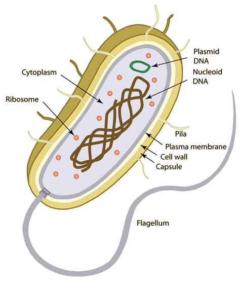Prokaryotic Cells Examples Gcse