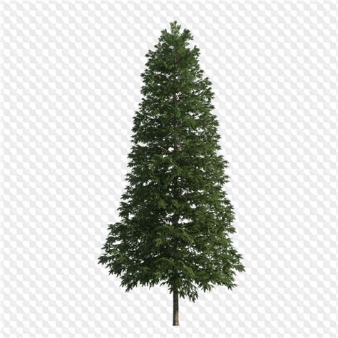 100 PNG árboles en un fondo transparente