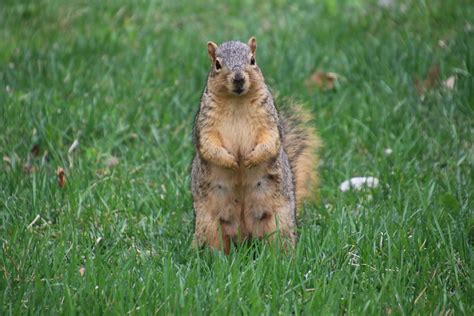 Fox Squirrels On A Spring Day At The University Of Michiga Flickr