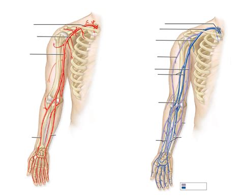Arteries And Veins Of Arm Diagram Quizlet