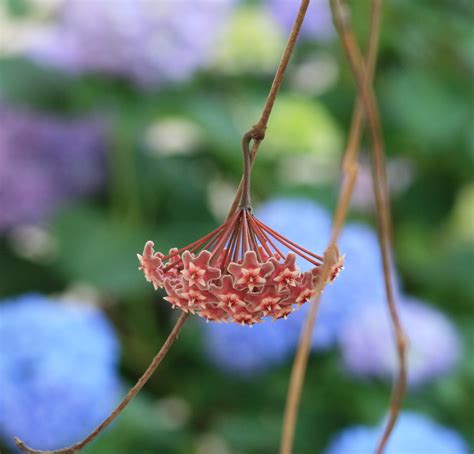Fotos gratis naturaleza rama hoja flor insecto botánica