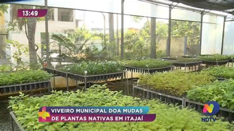 Viveiro municipal doa mudas de plantas nativas em Itajaí