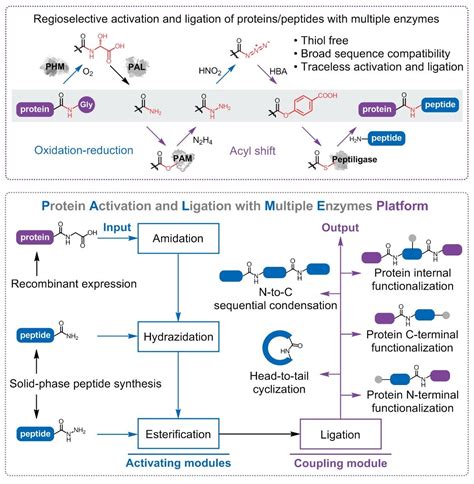 Une plate forme multi enzymes pour la synthèse de protéines sans trace