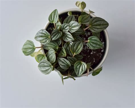 Las Plantas Que Debes Tener En Casa Seg N El Feng Shui Architectural