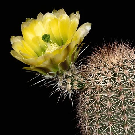 Como Cuidar do Cacto Echinocereus Dasyacanthus O Fascínio Do Deserto