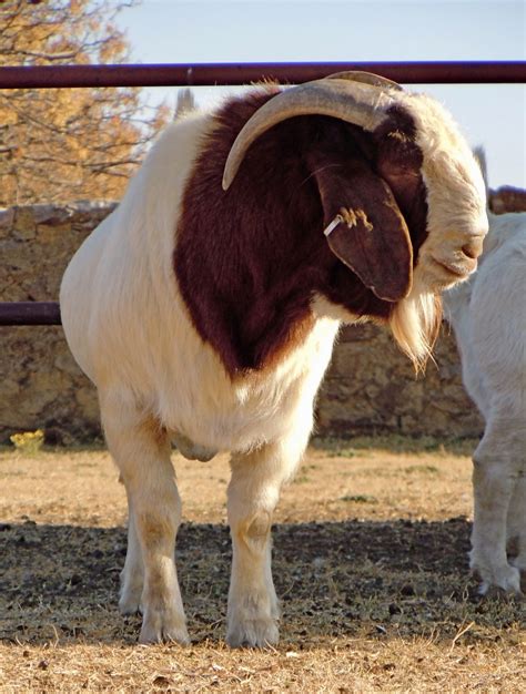Boer Goats South Africa Everything You Need To Know About The South