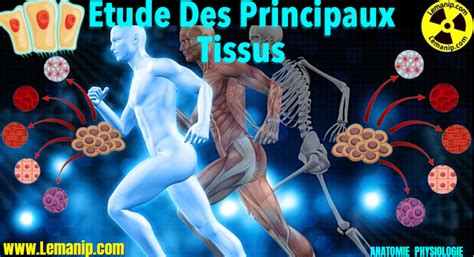 Les Tissus Anatomie Et Physiologie