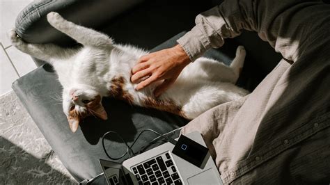 Por qué mi gato me sigue a todas partes Pampermut Blog
