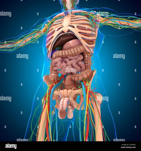 Human Anatomy For Medical Concept D Illustration Stock Photo Alamy