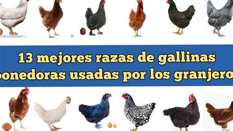 Las 5 mejores razas de gallinas para carne y huevos guía completa