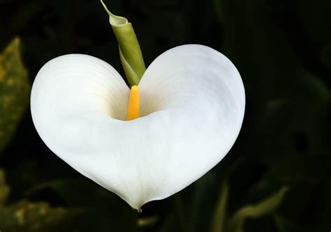 Tout Sur La Plantation De L Arum