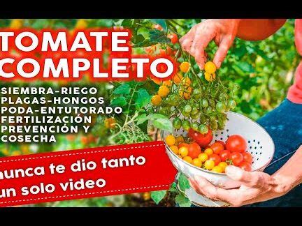 Gu A Completa De Riego Del Tomate Consejos Y T Cnicas Para Un Cultivo