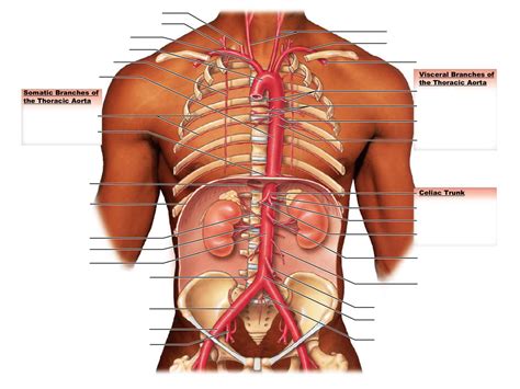 Arteries Of The Chest Chapter 22 Diagram Quizlet