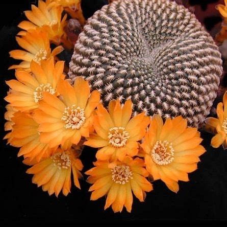 Pin By Kurdistan Median Empire On Flowers Cactus Plants Cactus