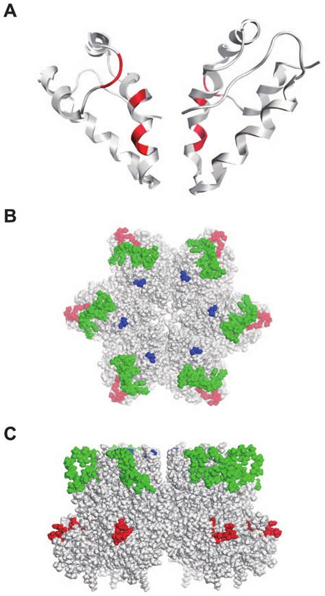 Structural Models Of The HIV 2 Capsid C Terminal Domain In Dimeric Form