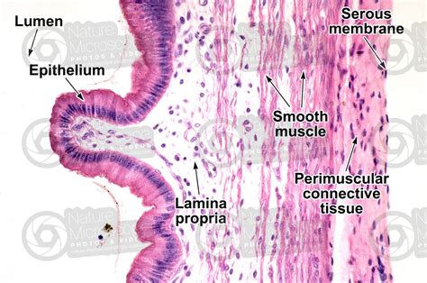 Mammal Gallbladder Transverse Section 125X Gallbladder Mammals