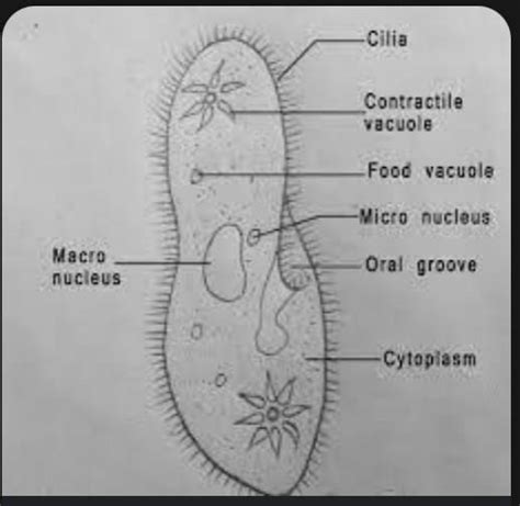 Draw A Well Labelled Diagram Of Paramecium