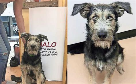 Cómo se llama el perro de La Sirenita Toma Primera