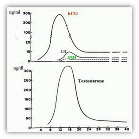 Figure Control Of Testosterone Production In Endotext