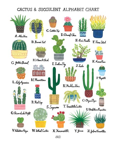 Cactus Succulent Alphabet Chart Art Print Etsy Australia