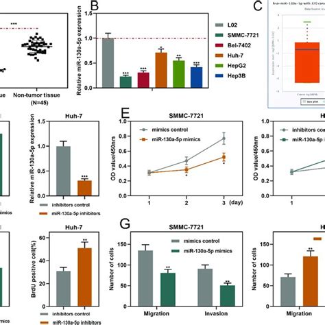 MiR 130a 5p Inhibited The Proliferation Migration And Invasion Of HCC