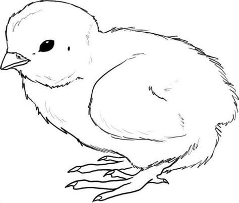 Dibujar Pollito Para Colorear Imprimir E Dibujar ColoringOnly