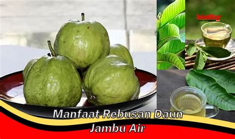 Temukan Manfaat Rebusan Daun Jambu Air Yang Jarang Diketahui Biotifor