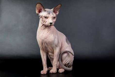 Kohona Kohana o gatto nudo hawaiiano Caratteristiche e curiosità