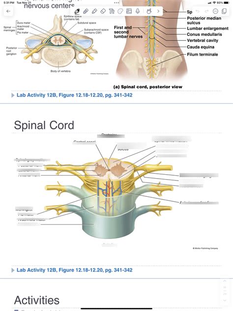 Nervous Tissue Diagram Quizlet