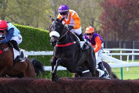 BLACKFIELD La fiche CANALTURF du cheval performances pmu pédigré